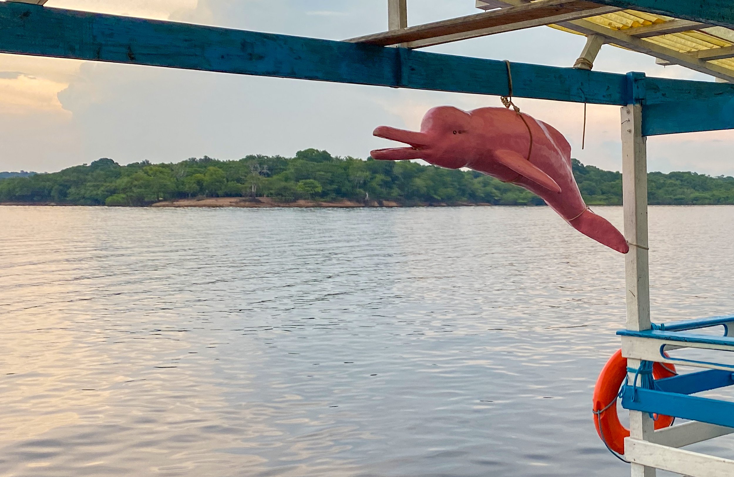 Pink Dolphin Diving — SDM Diving