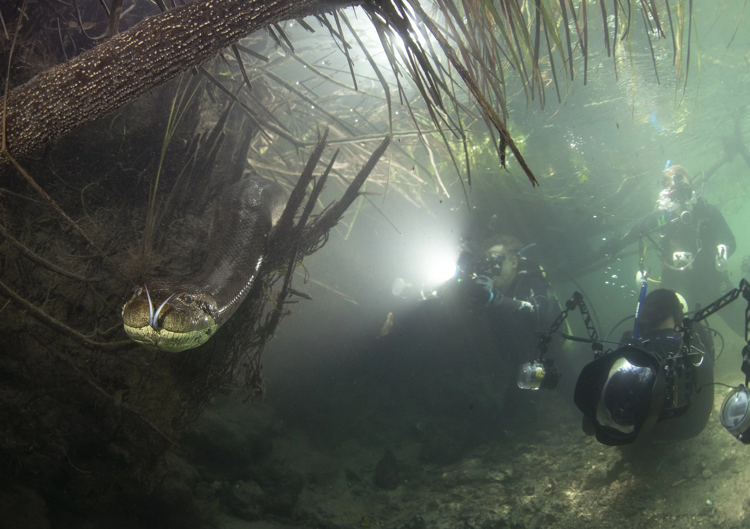 anaconda diving expedition off Bonito Brazil — SDM Diving