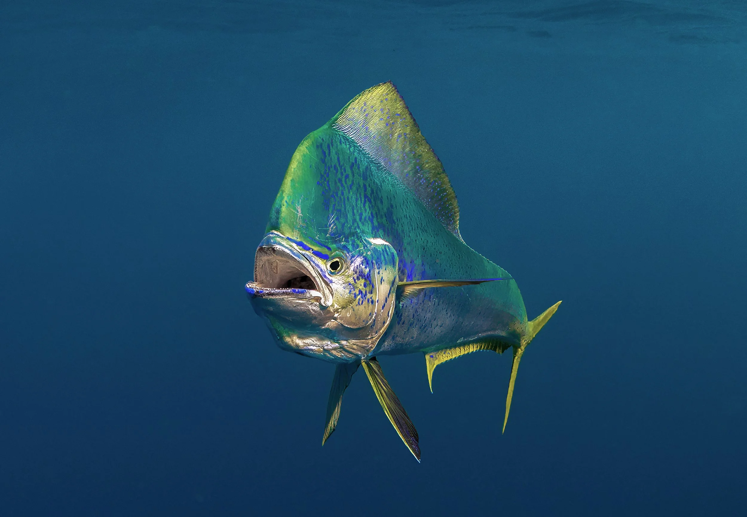 Wildlife Expeditions & Photography Adventures | SDM Adventures