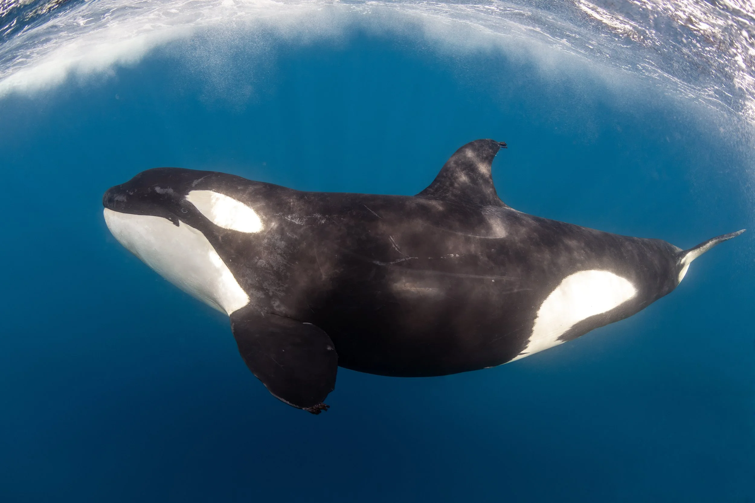 Wildlife Expeditions & Photography Adventures | SDM Adventures