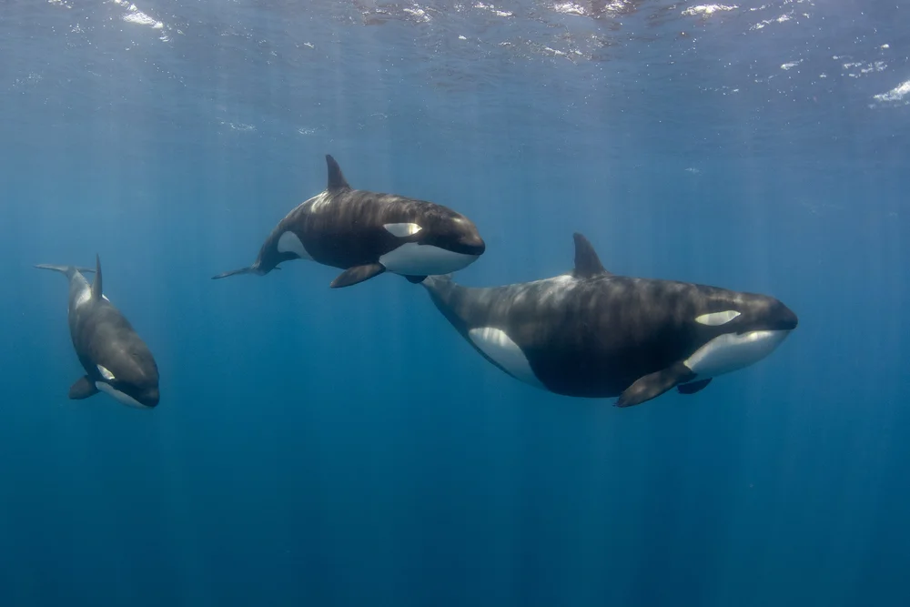 Orca Diving off Baja Mexico — SDM Diving