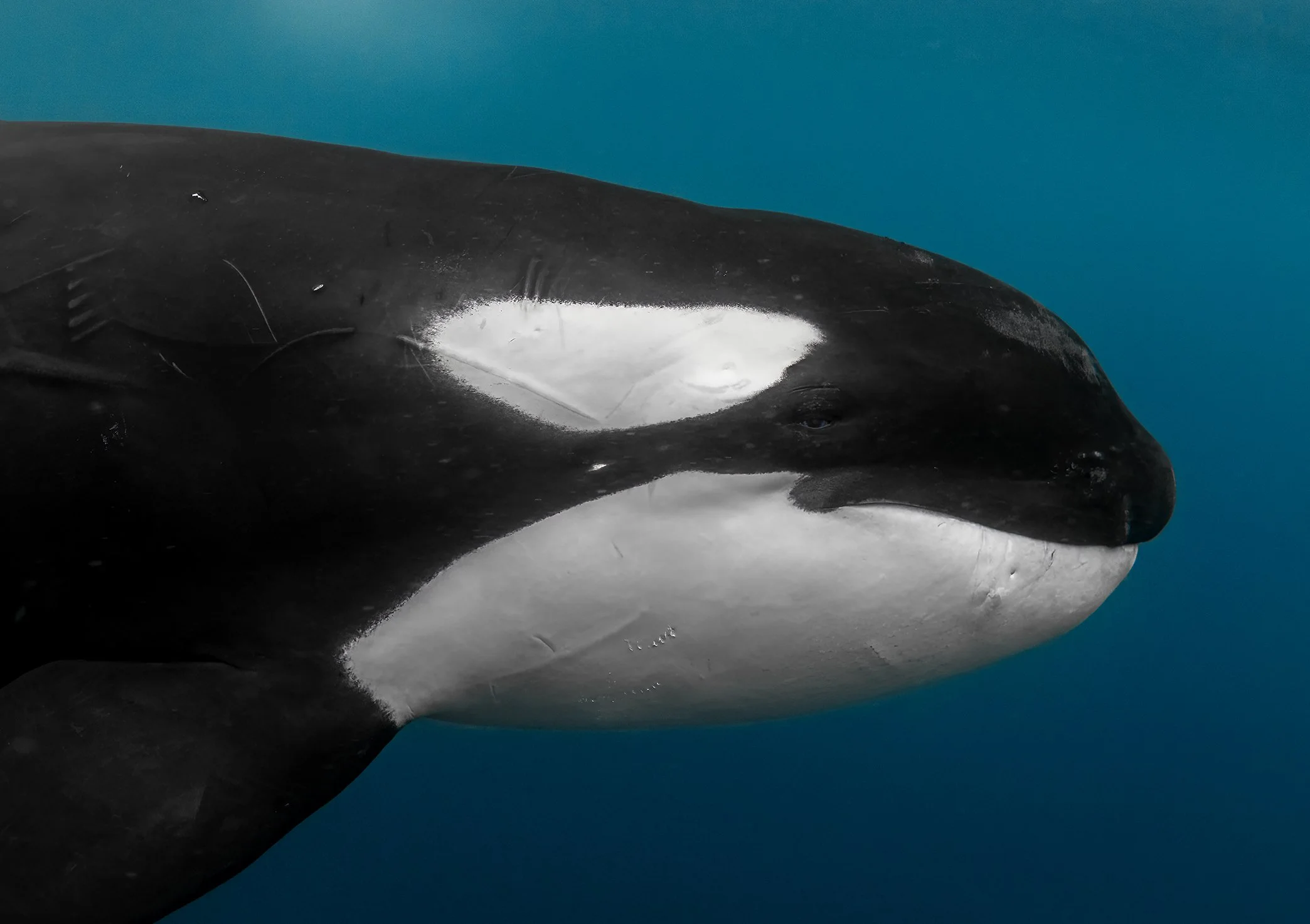 Baja Orca & Mobula Ray Expedition – Killer Whales, Whale Sharks, and ...