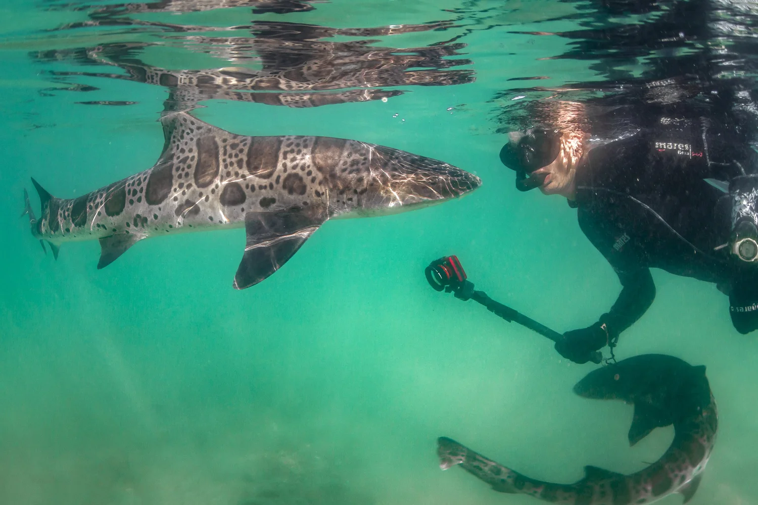 La Jolla Shores is Freaking Shark Diving Heaven!tem_title% – Wildlife ...