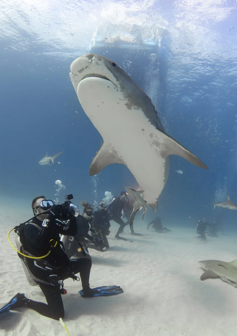 Tiger Shark Diving at Tiger Beach Bahamas — SDM Diving