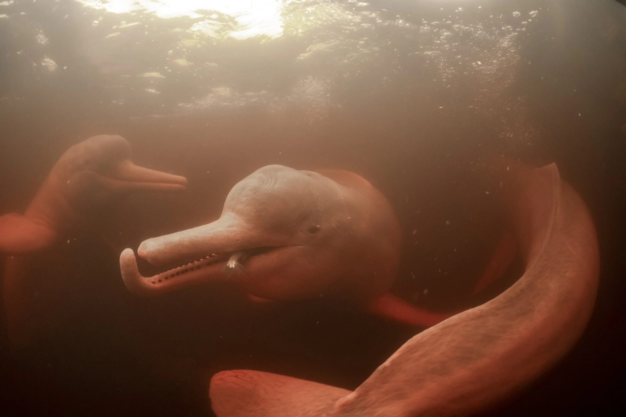 Pink Dolphin Diving — SDM Diving