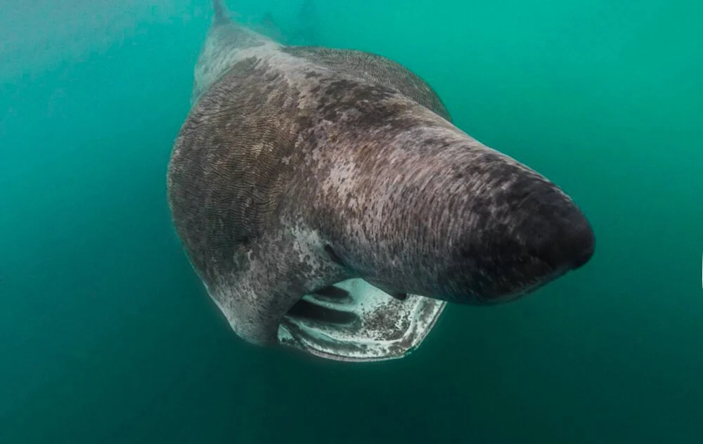Wildlife Expeditions & Photography Adventures | SDM Adventures