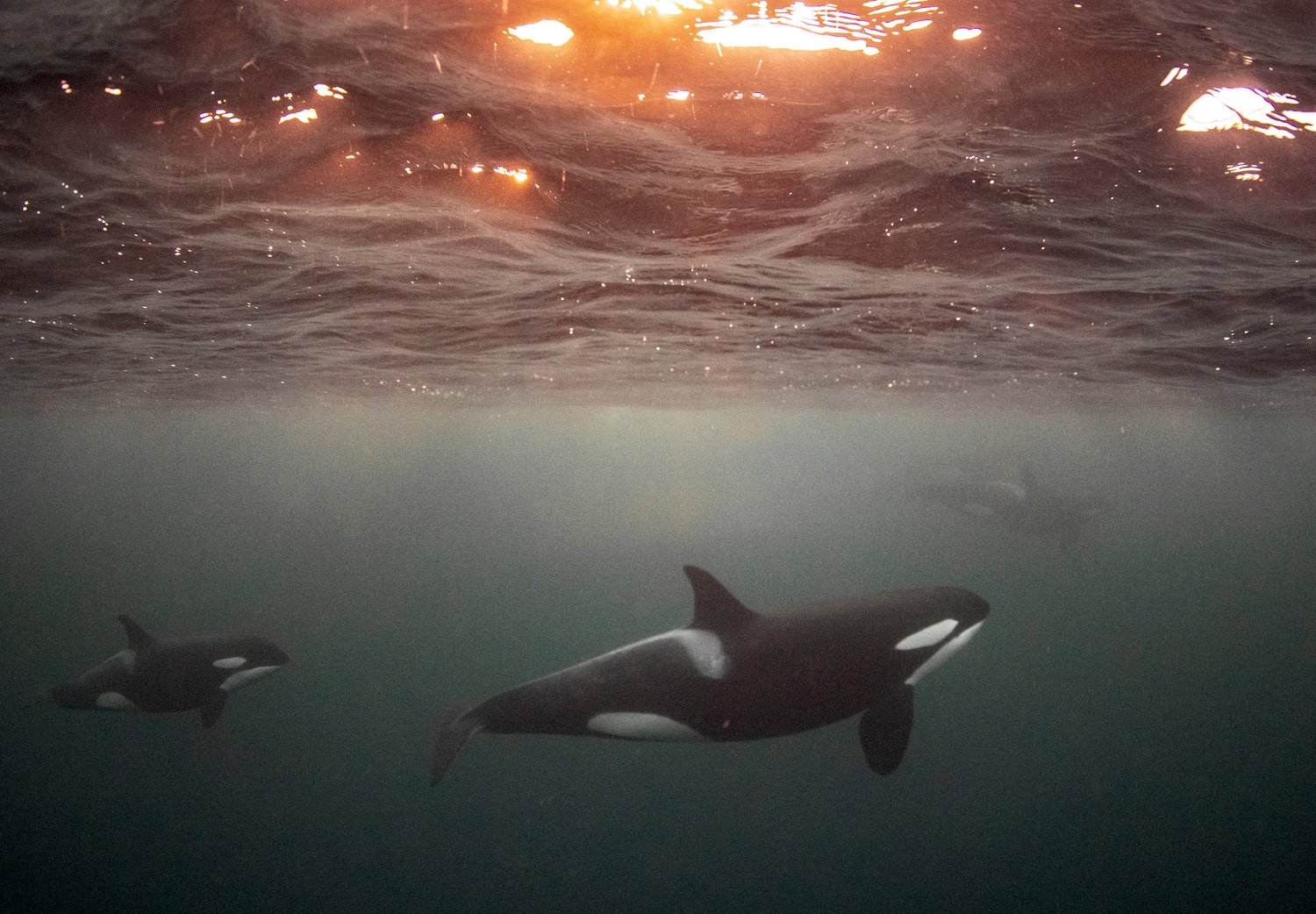 Wildlife Photography Tours: Land and Ocean Safaris for Sharks, Orcas ...