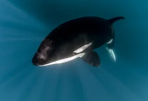 Swim with Orcas in Baja. — SDM Diving
