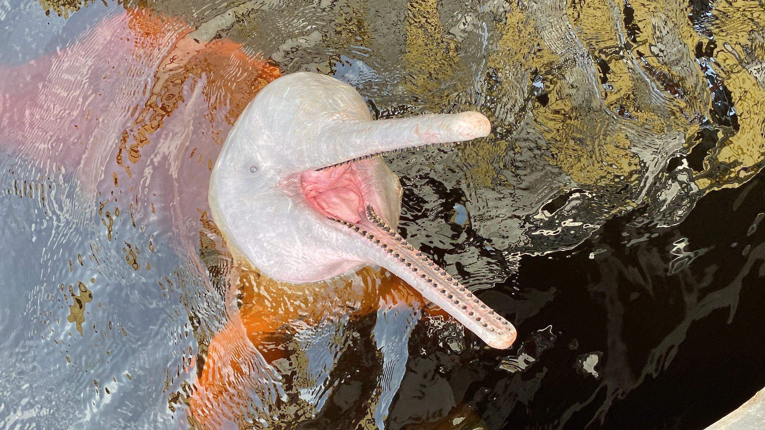 Pink Dolphin Diving — SDM Diving