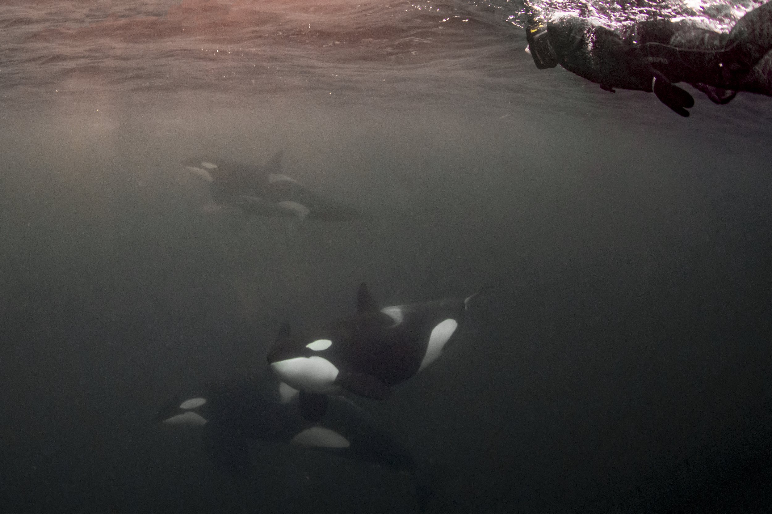 Orca Diving Expedition off Skervoy, Norway — SDM Diving