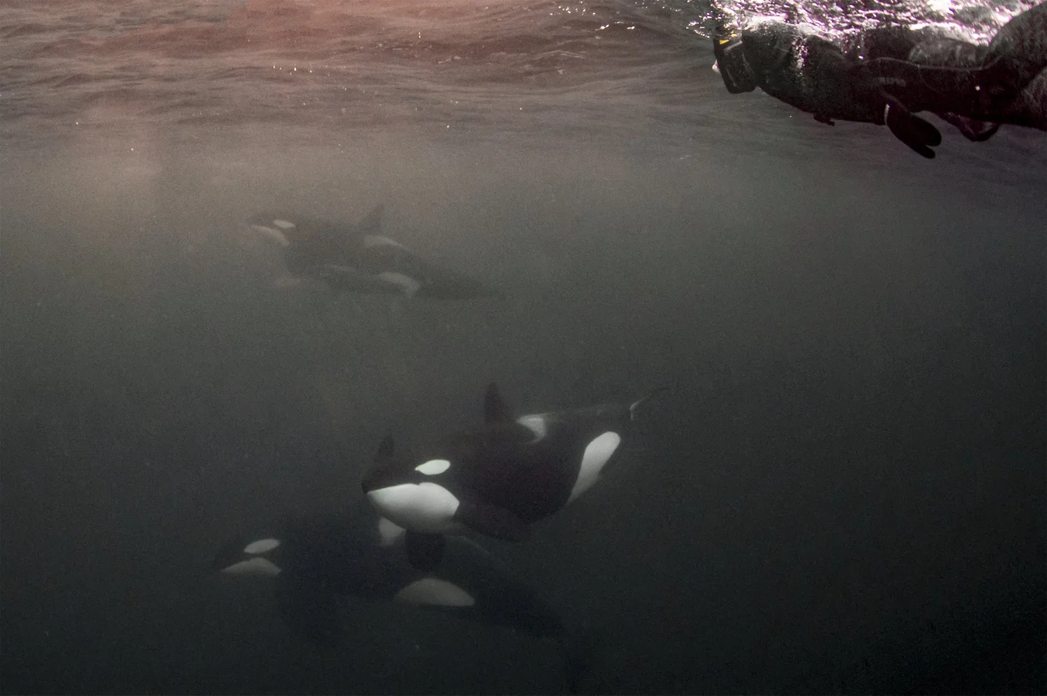 Orca Diving Expedition off Skervoy, Norway — SDM Diving