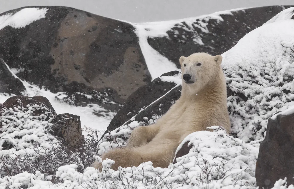 Wildlife Expeditions & Photography Adventures | SDM Adventures