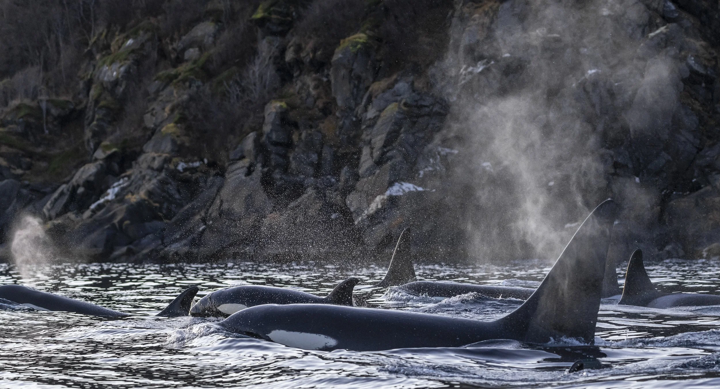 Orca Diving Expedition off Skervoy, Norway — SDM Diving