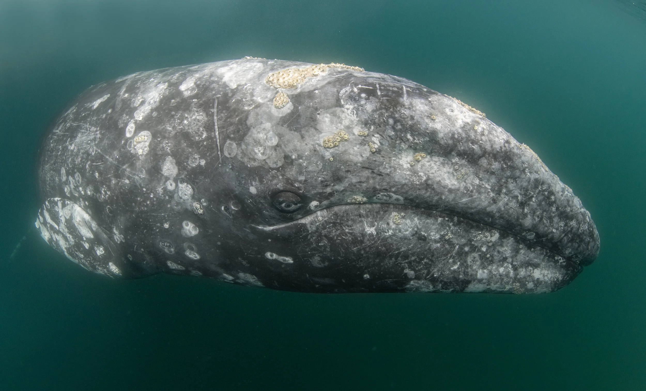 Baja Grey Whale Photography Expedition 2024: Capturing EPIC Moments ...