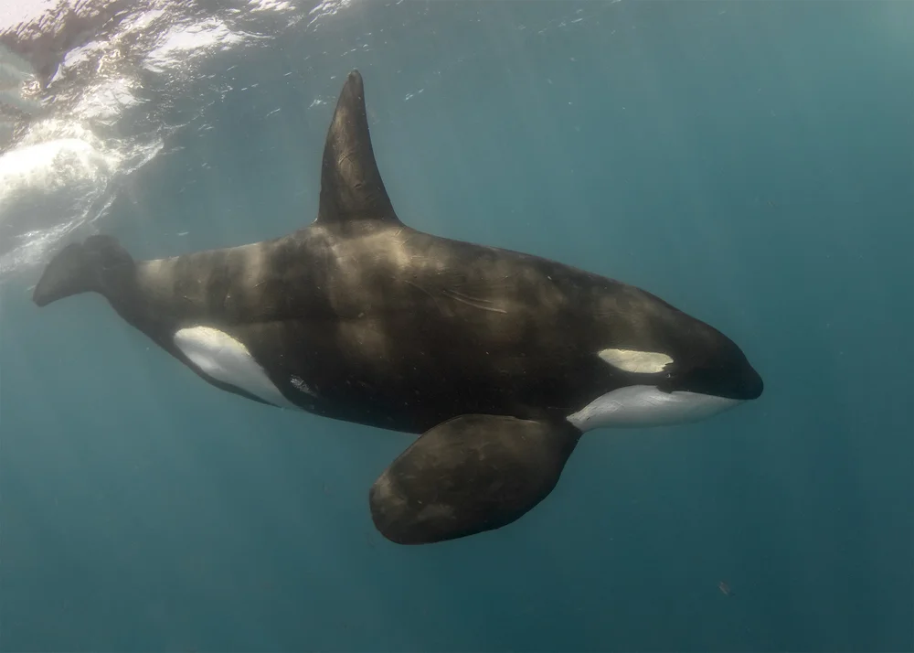 Wildlife Photography Tours: Land and Ocean Safaris for Sharks, Orcas ...