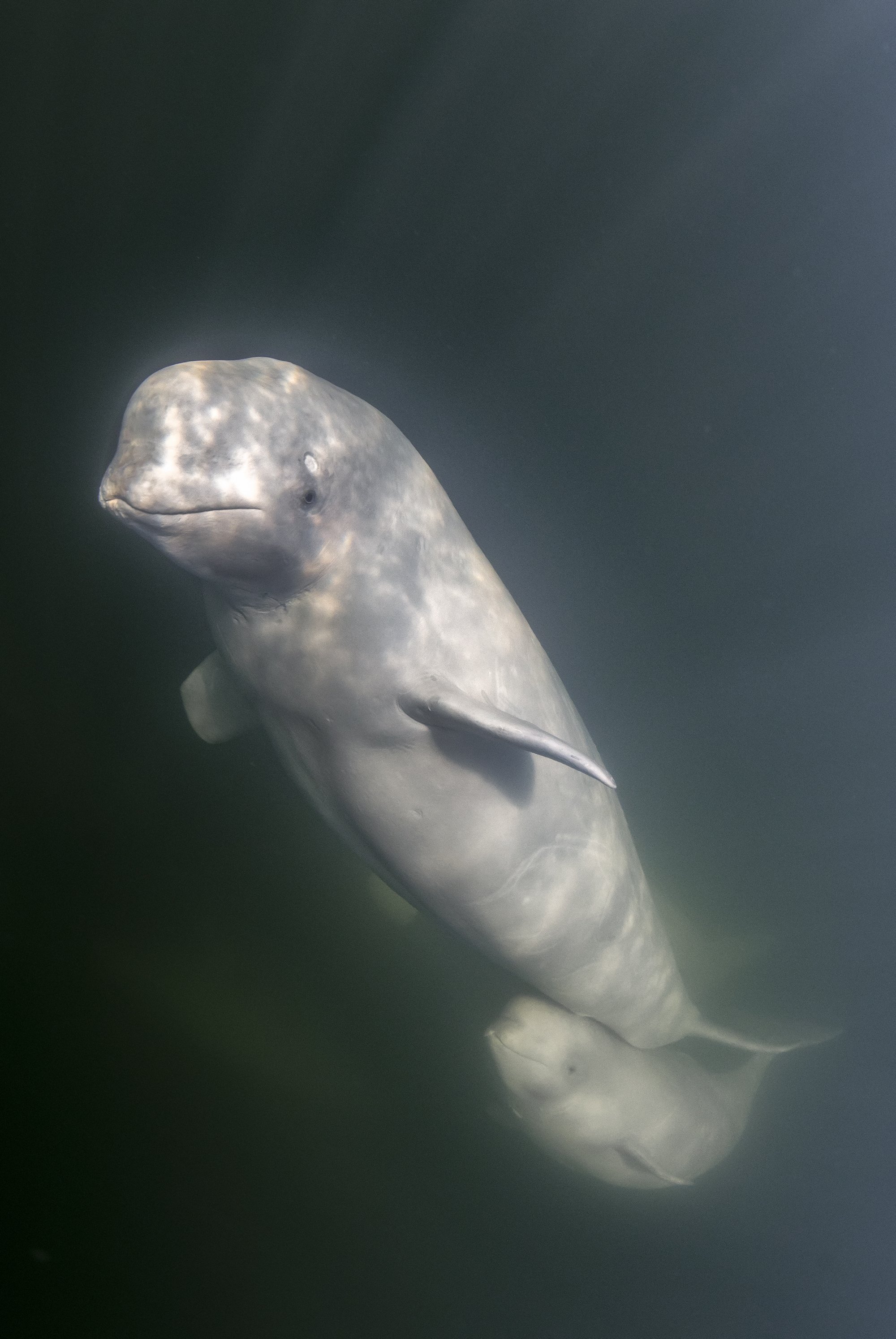 Beluga whales Diving, polar bears land tours, arctic foxes photography ...