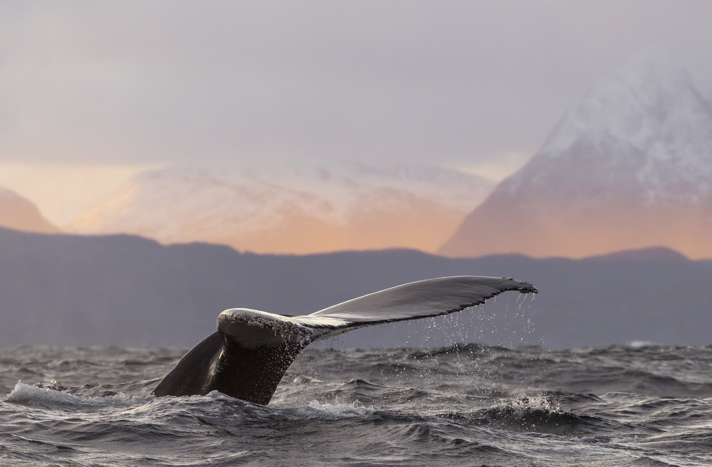 Orca Diving Expedition off Skervoy, Norway — SDM Diving