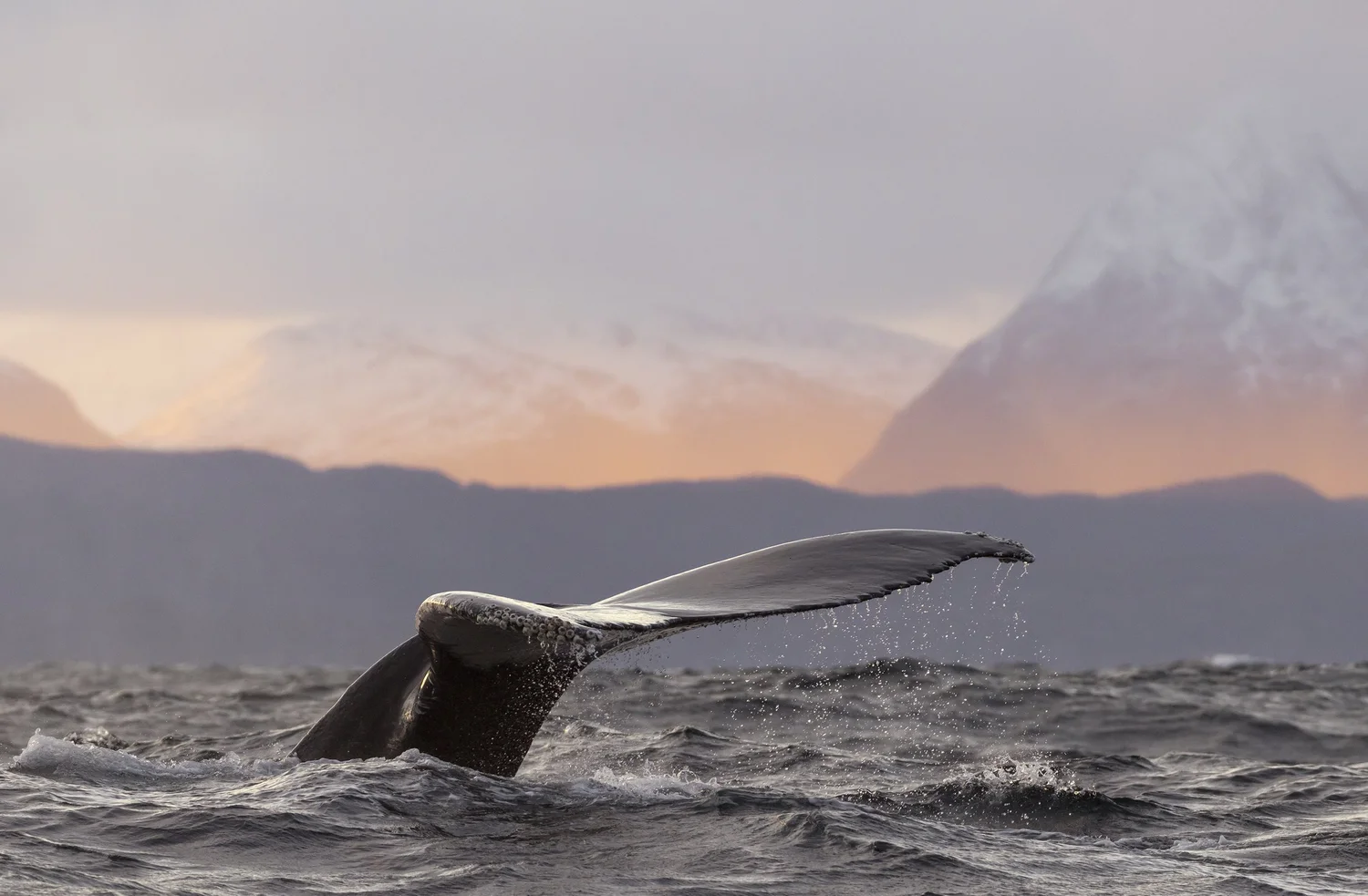Orca Diving Expedition off Skervoy, Norway — SDM Diving