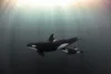 Are Orcas Dangerous? What I Learned in the Watertem_title% – Wildlife ...