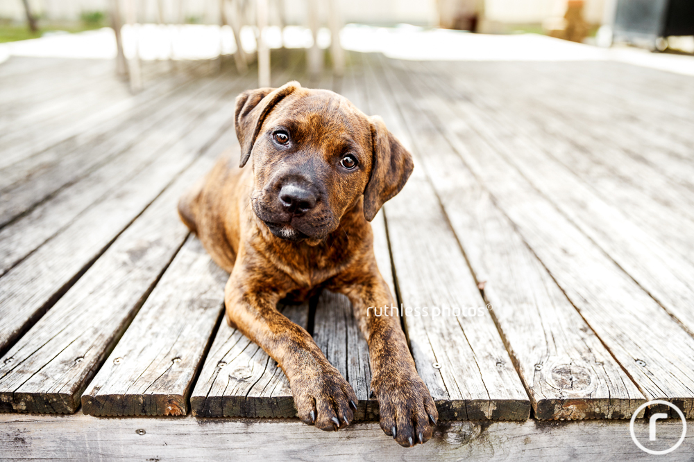 Staffy Gallery — SAVING STAFFIES Saving Staffies Rescue