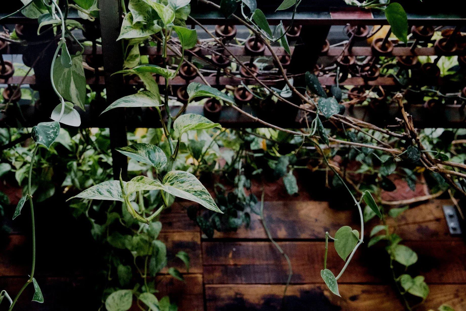 Rum Distillery & Cocktail Bar in DC's Union Market District — Cotton & Reed