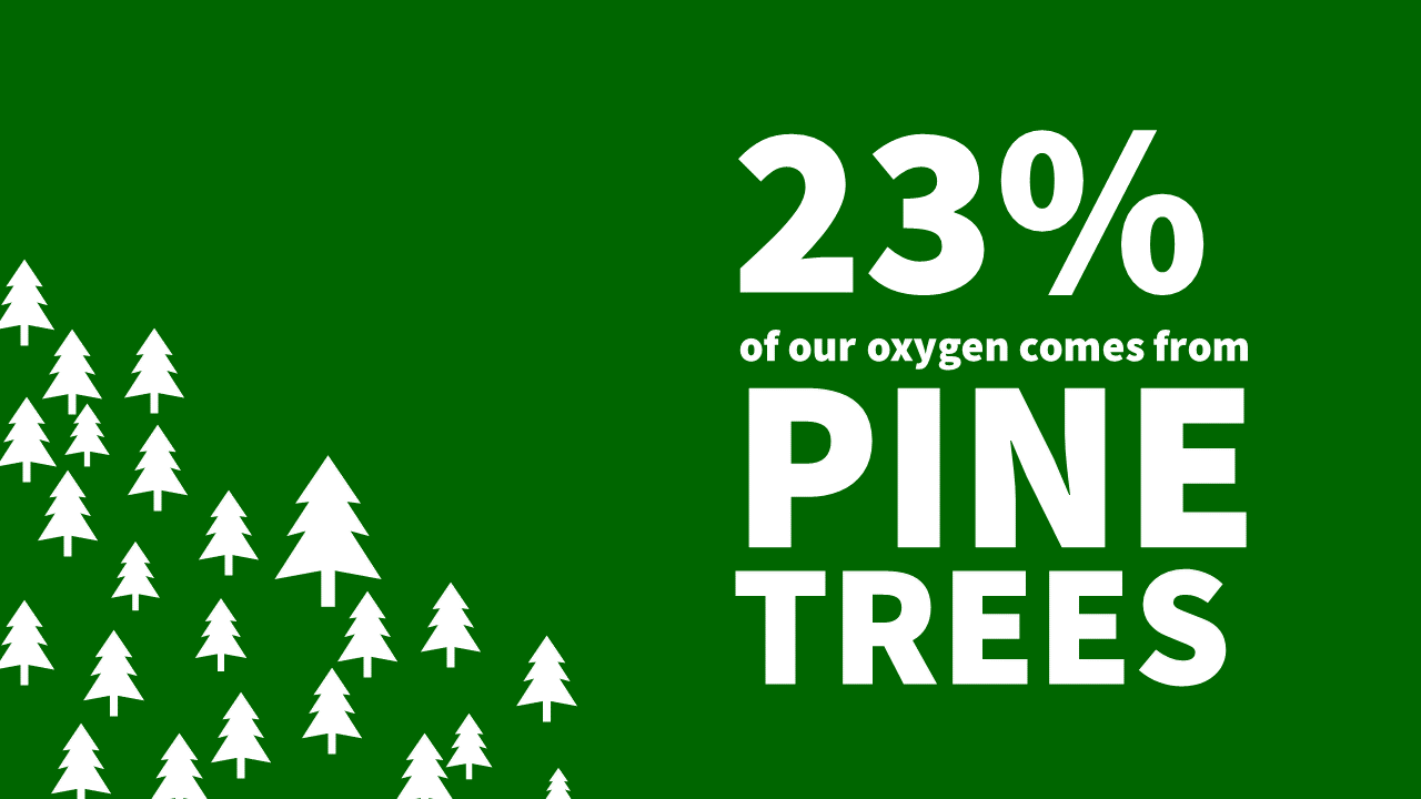 Using Too Much Text in your Presentation Slides — Echo Rivera