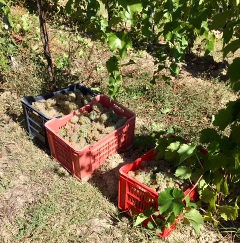 Top 10 Lessons from the Vineyard | Euro Travel Coach