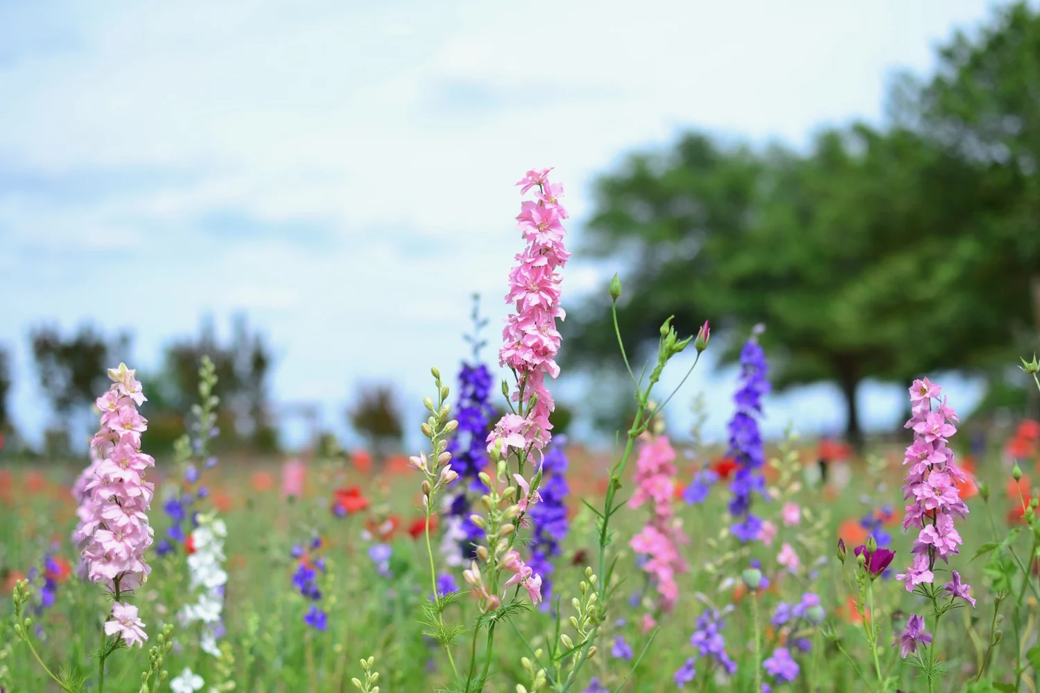 Texas Hill Country Springtime Road Trip: Austin to San Antonio — A Mom ...