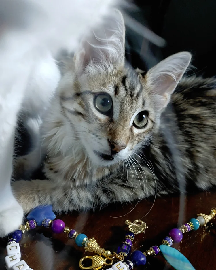 Available | Turkish Angora Kittens - Chateaumane Turkish Angoras