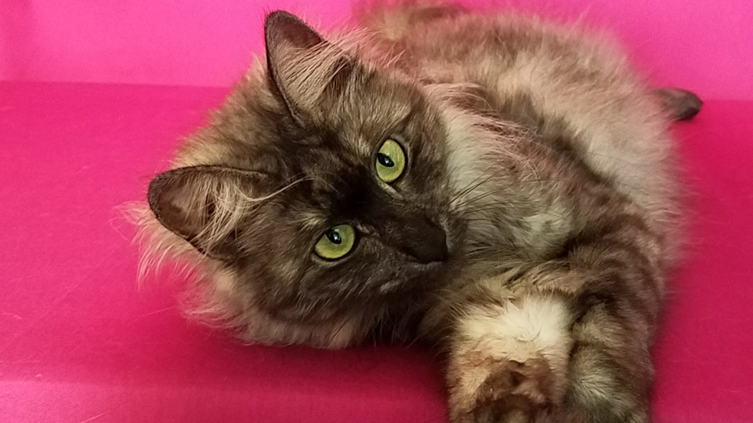 Available | Turkish Angora Kittens - Chateaumane Turkish Angoras