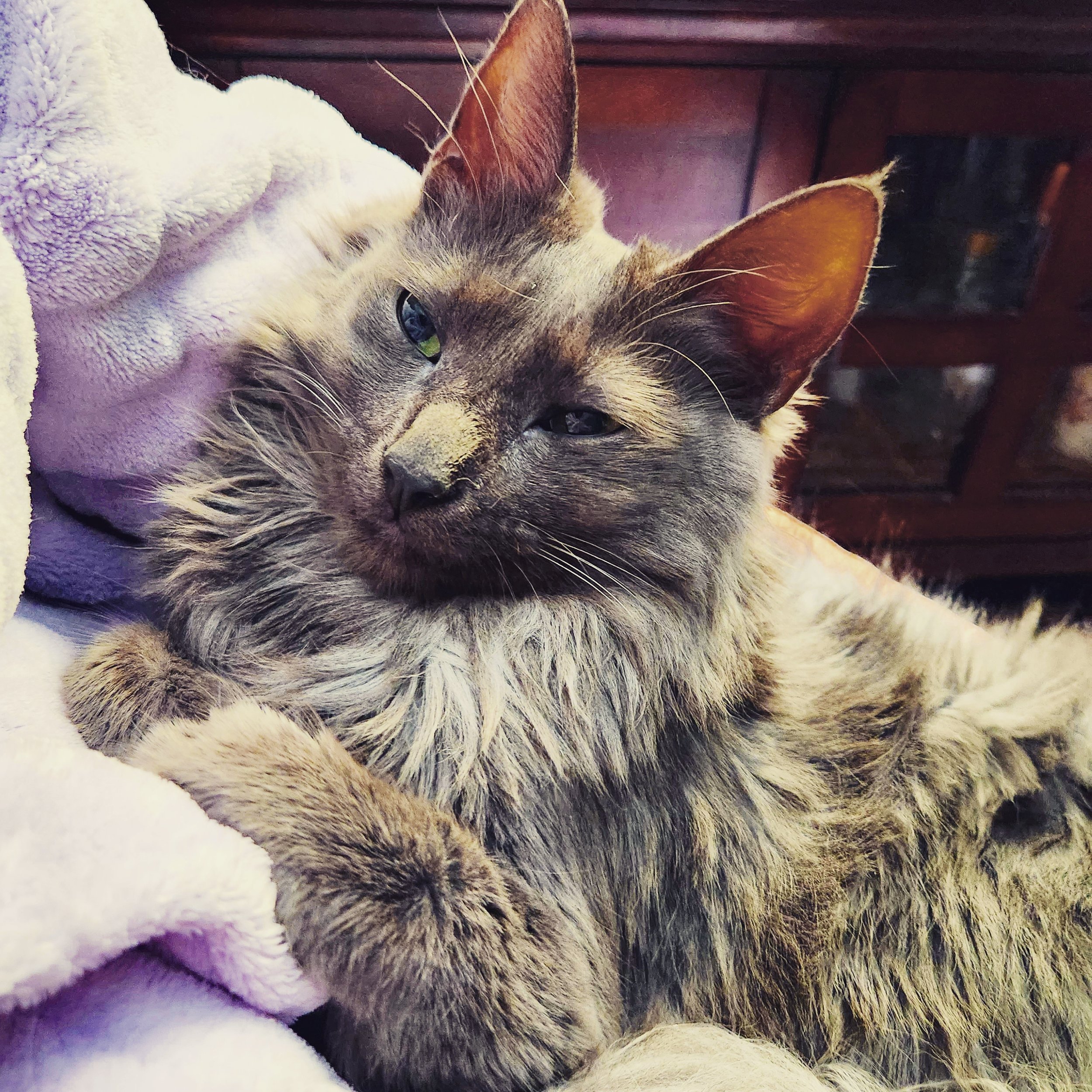 Available | Turkish Angora Kittens - Chateaumane Turkish Angoras