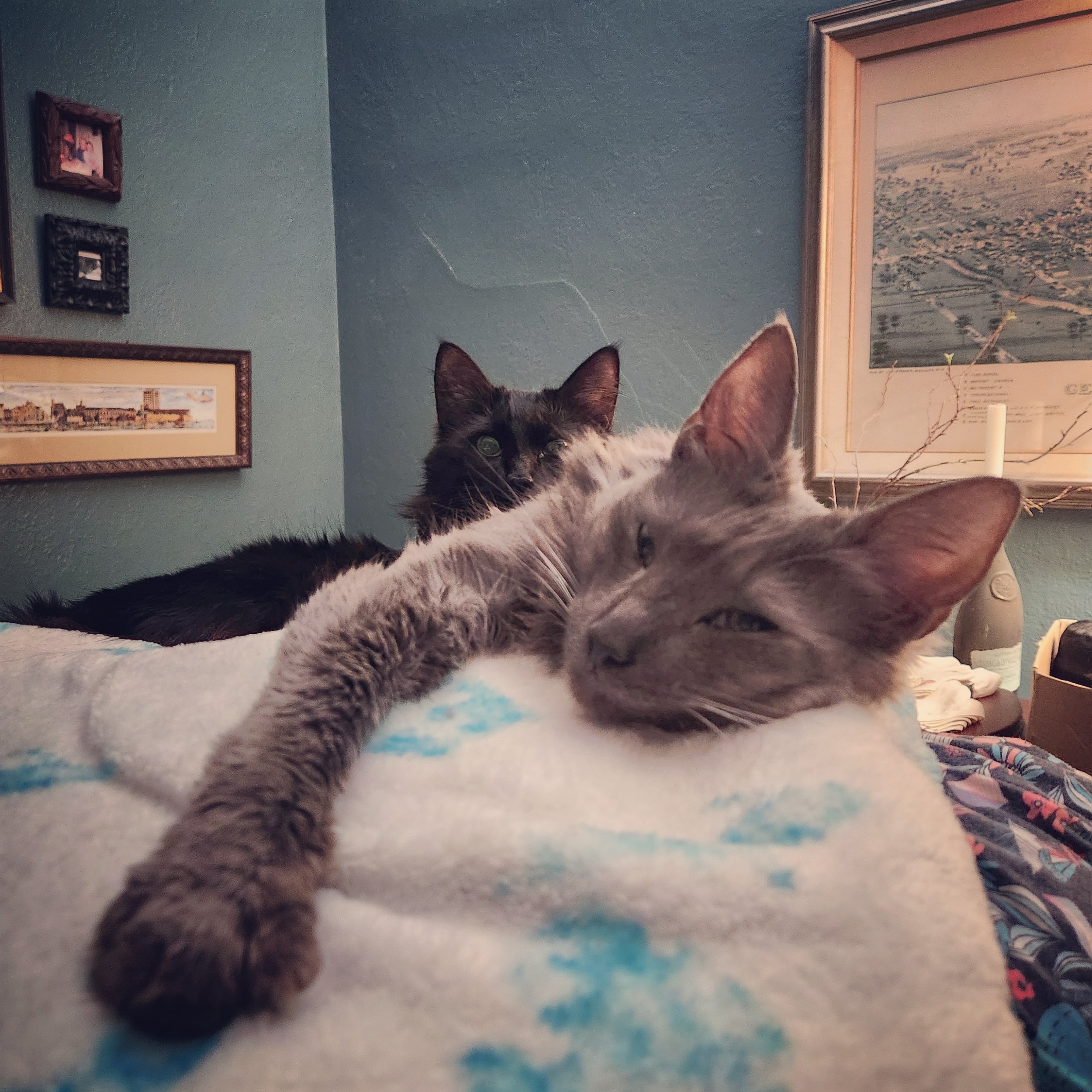 Available | Turkish Angora Kittens - Chateaumane Turkish Angoras