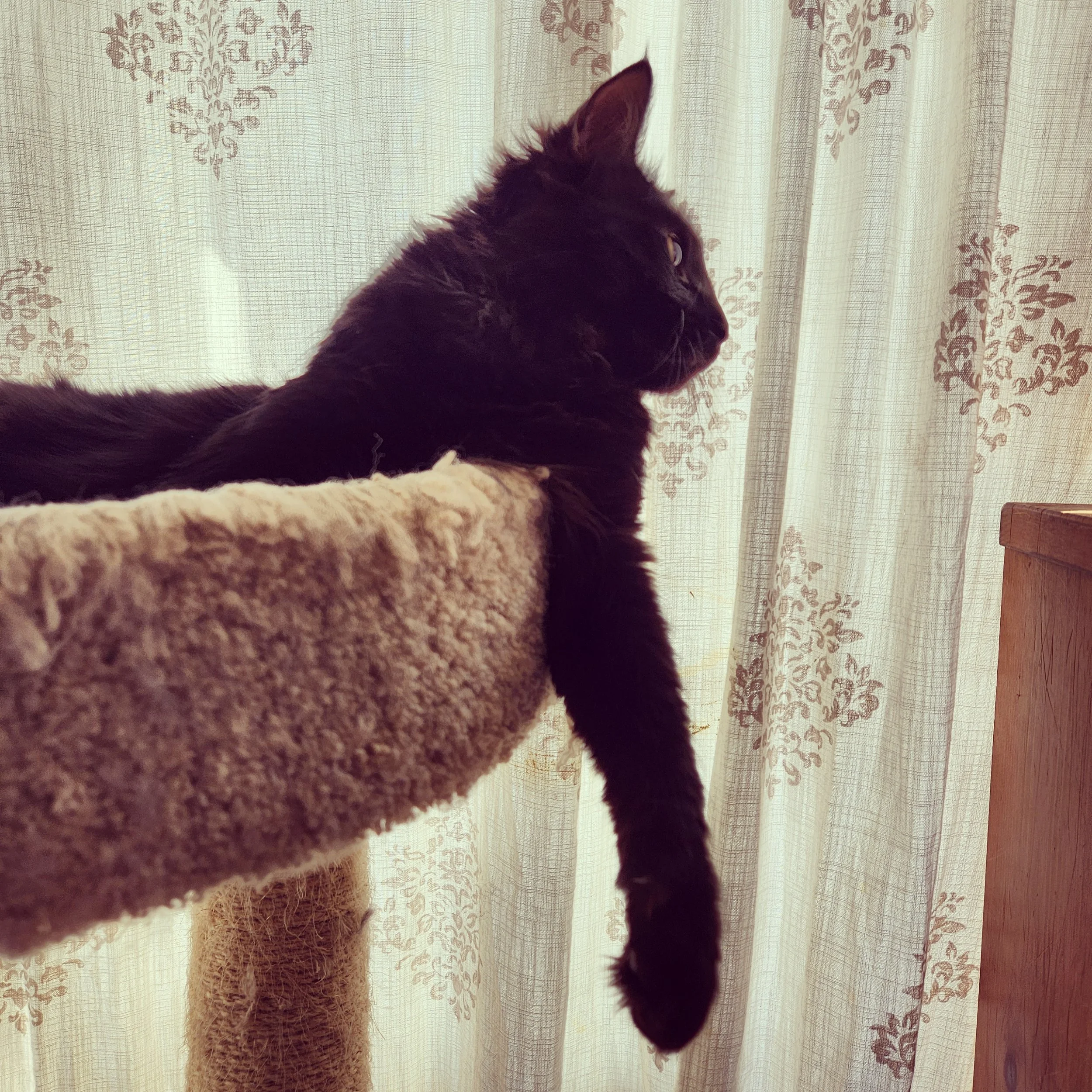 Available | Turkish Angora Kittens - Chateaumane Turkish Angoras