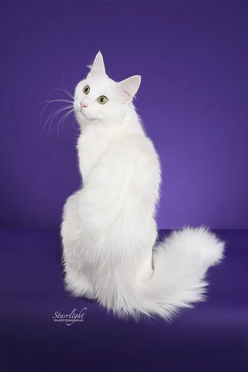 Cat Shows | Turkish Angora Cats And Kittens - Chateaumane Turkish Angoras