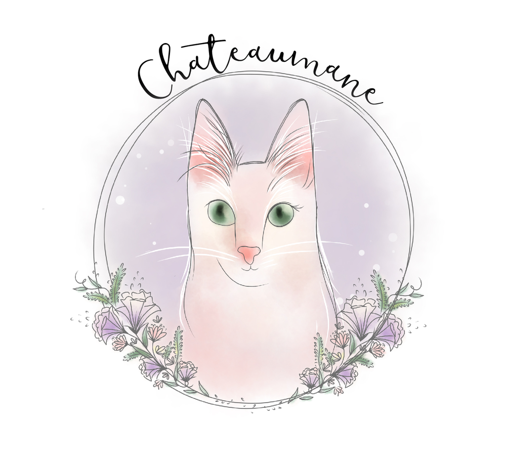 Available | Turkish Angora Kittens - Chateaumane Turkish Angoras