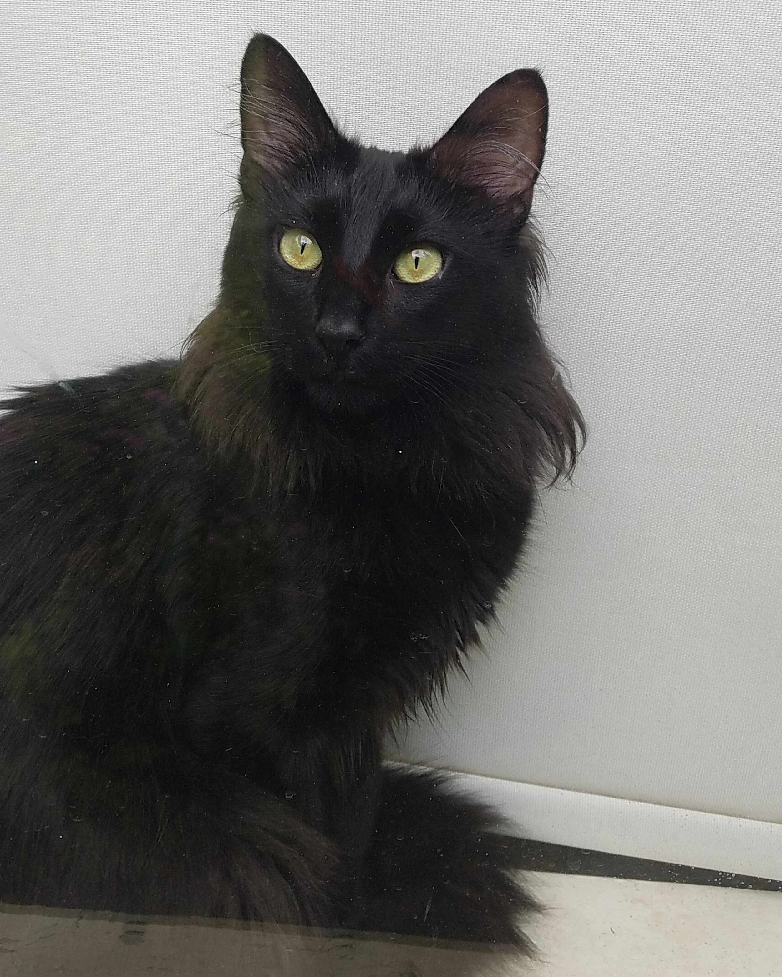 Retired | Turkish Angora Boys - Chateaumane Turkish Angoras