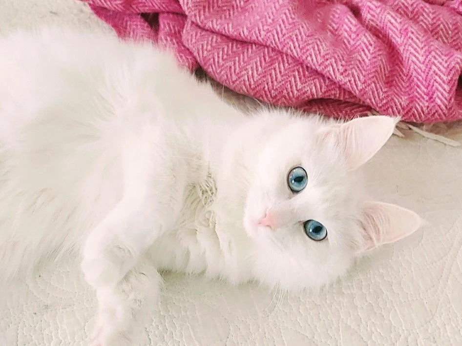 Retired | Turkish Angora Girls - Chateaumane Turkish Angoras