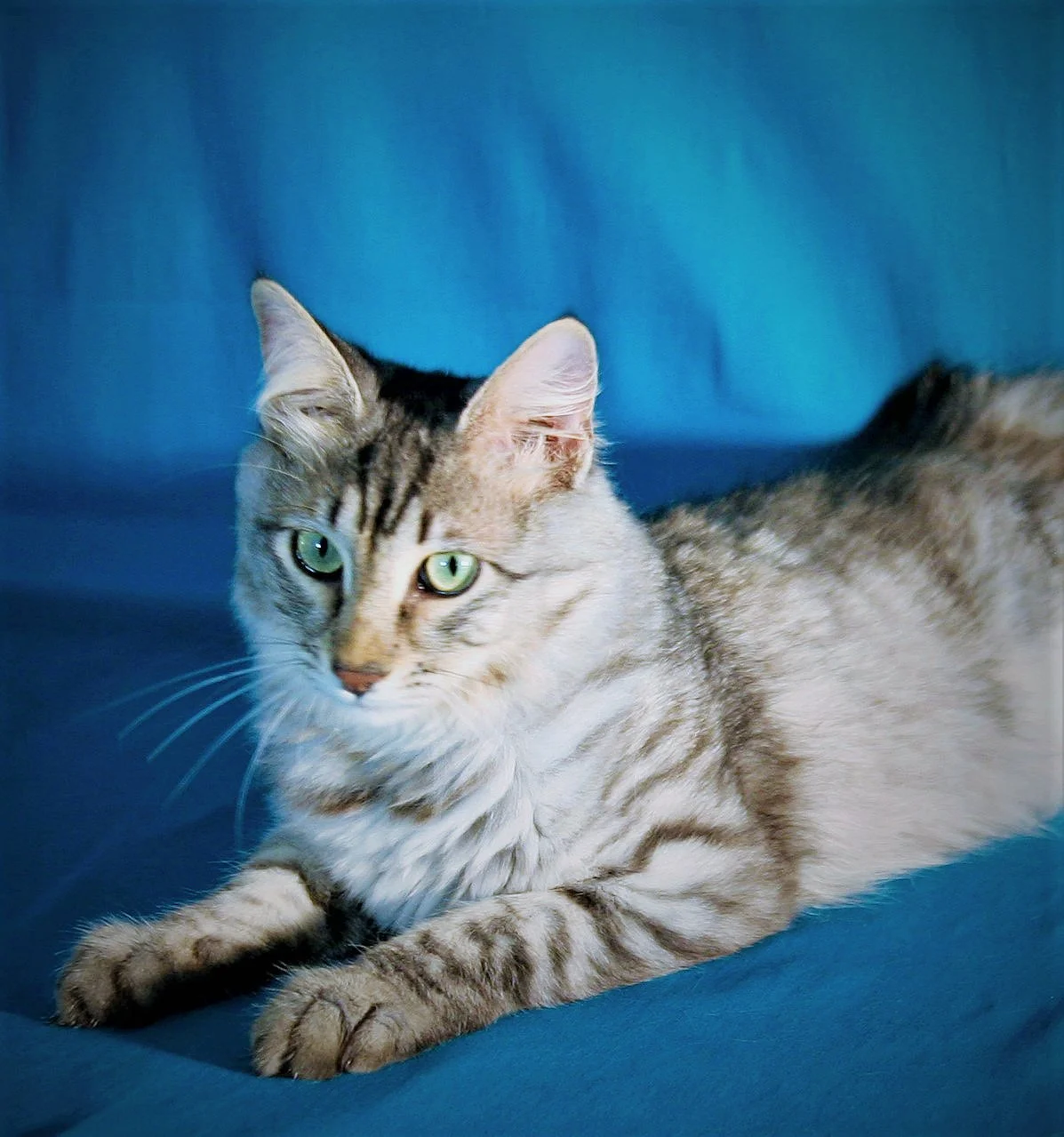 Boys | Turkish Angora Males - Chateaumane Turkish Angoras