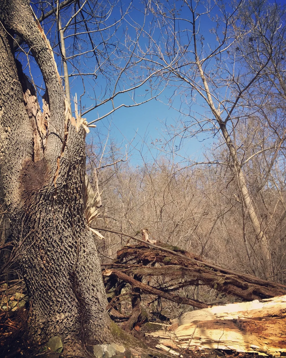 rotting trees — Kate Powell: Wild Sacred Journey