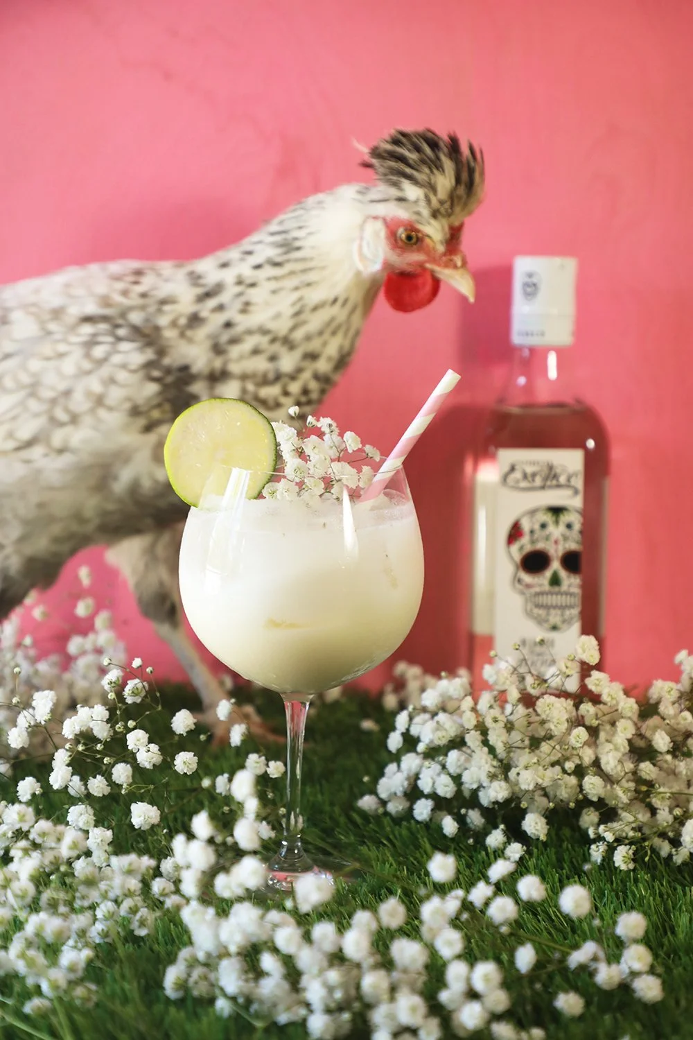 Blog — Drinking with Chickens