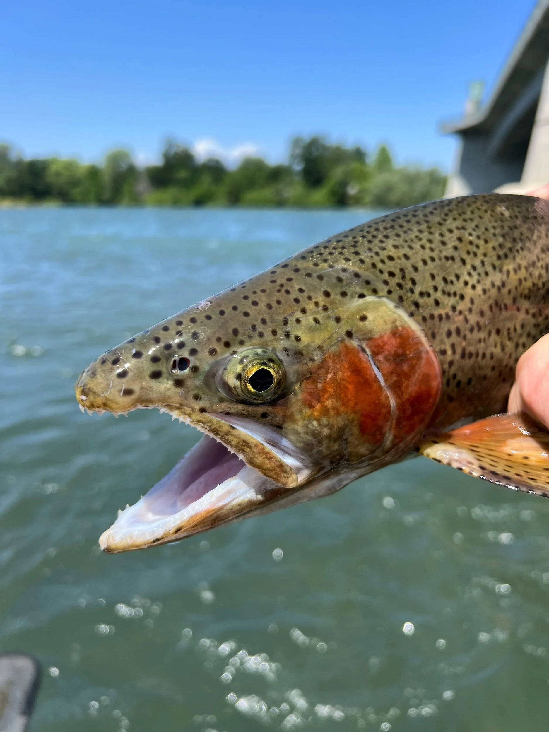 Grunt Fly Fishing - Guided Fly Fishing Trips near Redding, CA