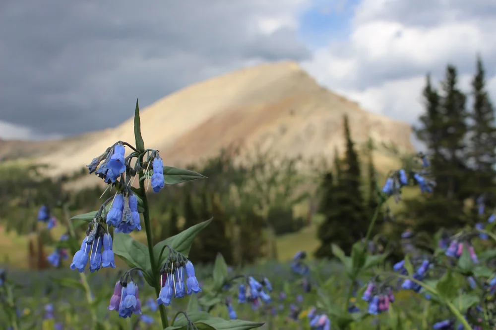 Elevation Science's Mission and Vision — Elevation Science Institute