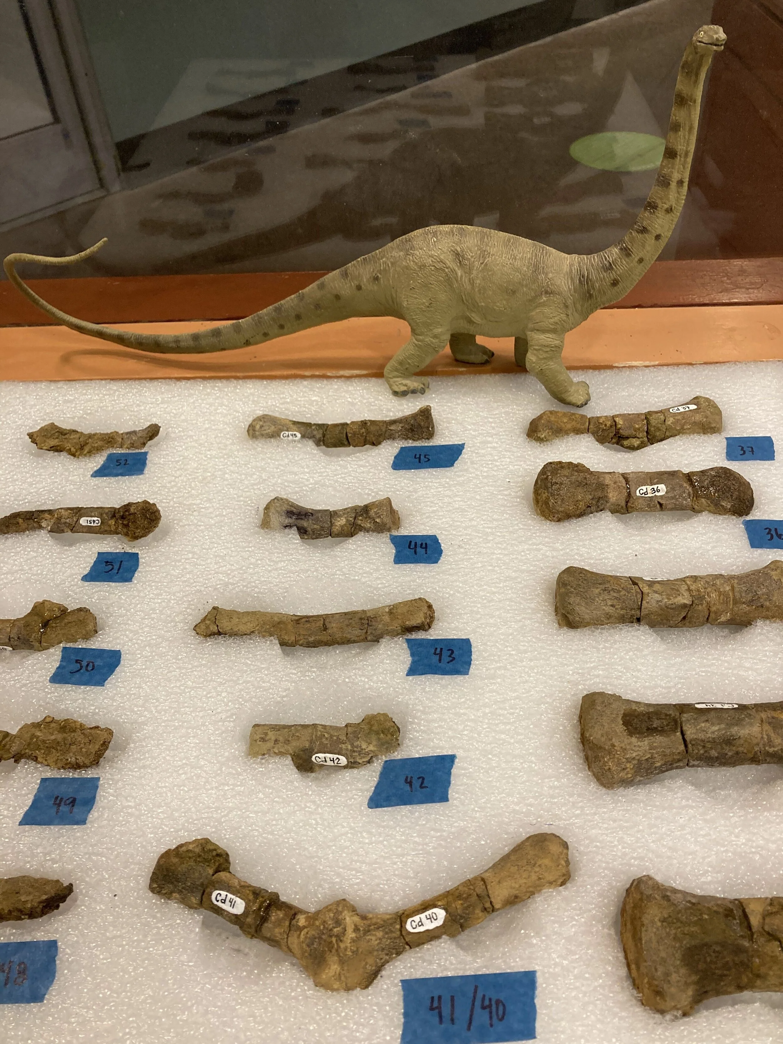 Visit The Fossil Prep Lab — Elevation Science Institute