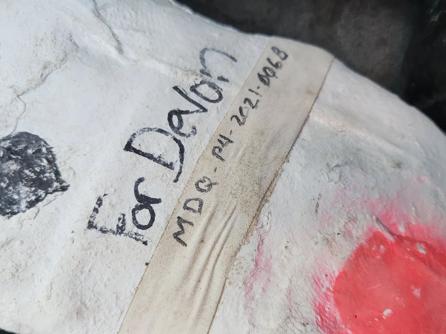 Visit The Fossil Prep Lab — Elevation Science Institute