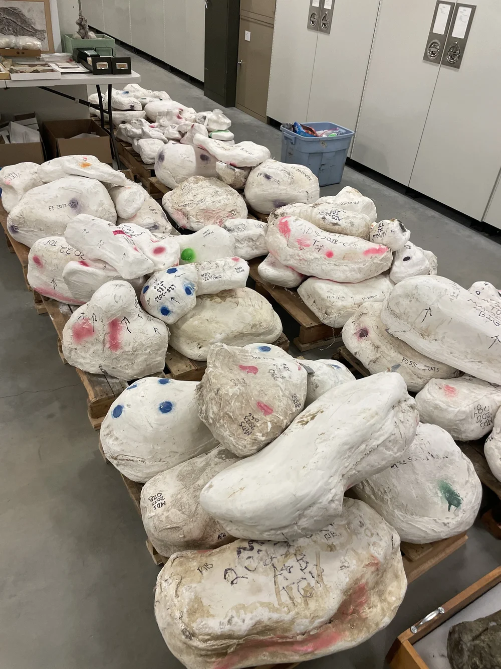 Visit The Fossil Prep Lab — Elevation Science Institute