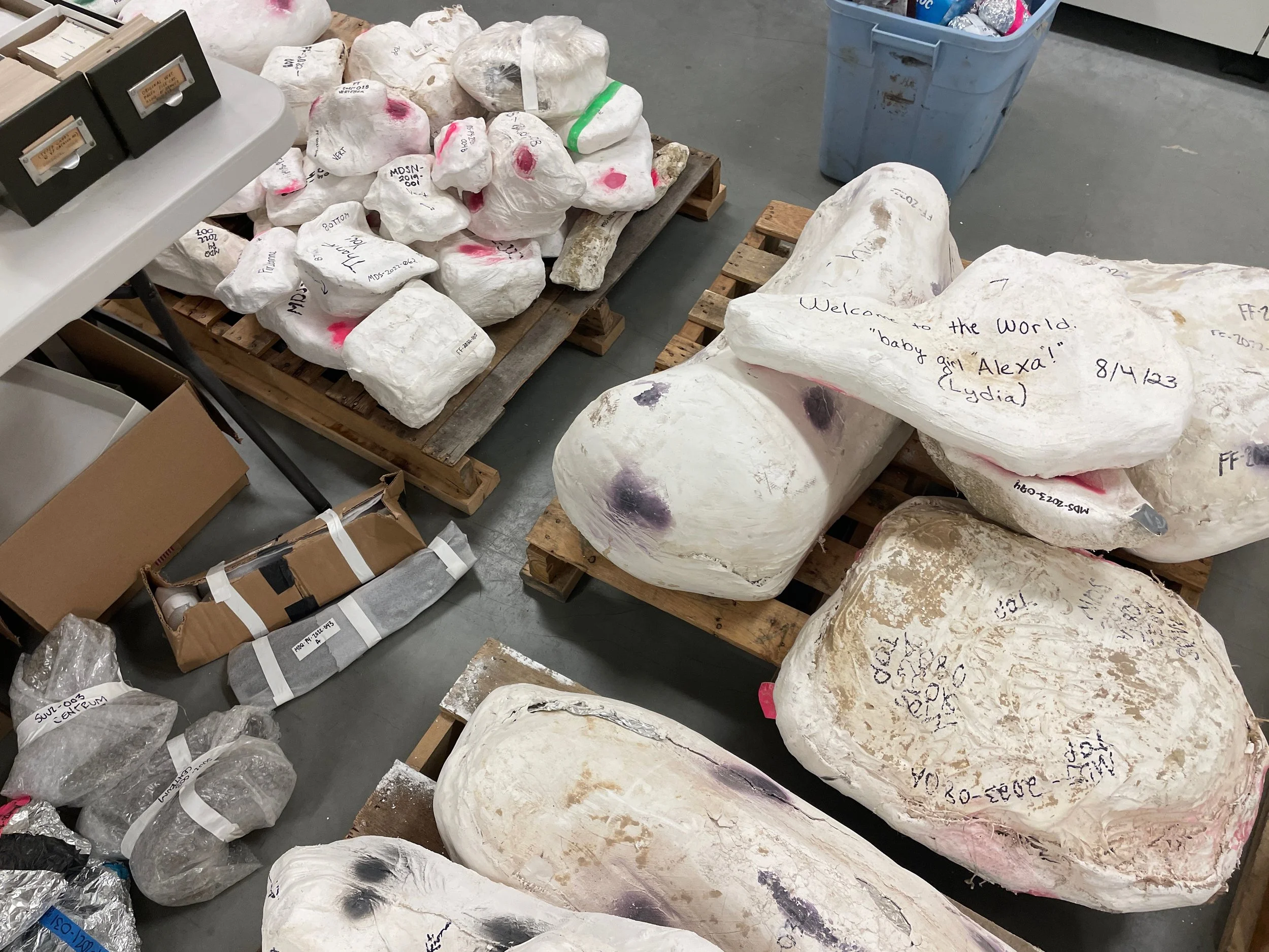 Visit The Fossil Prep Lab — Elevation Science Institute