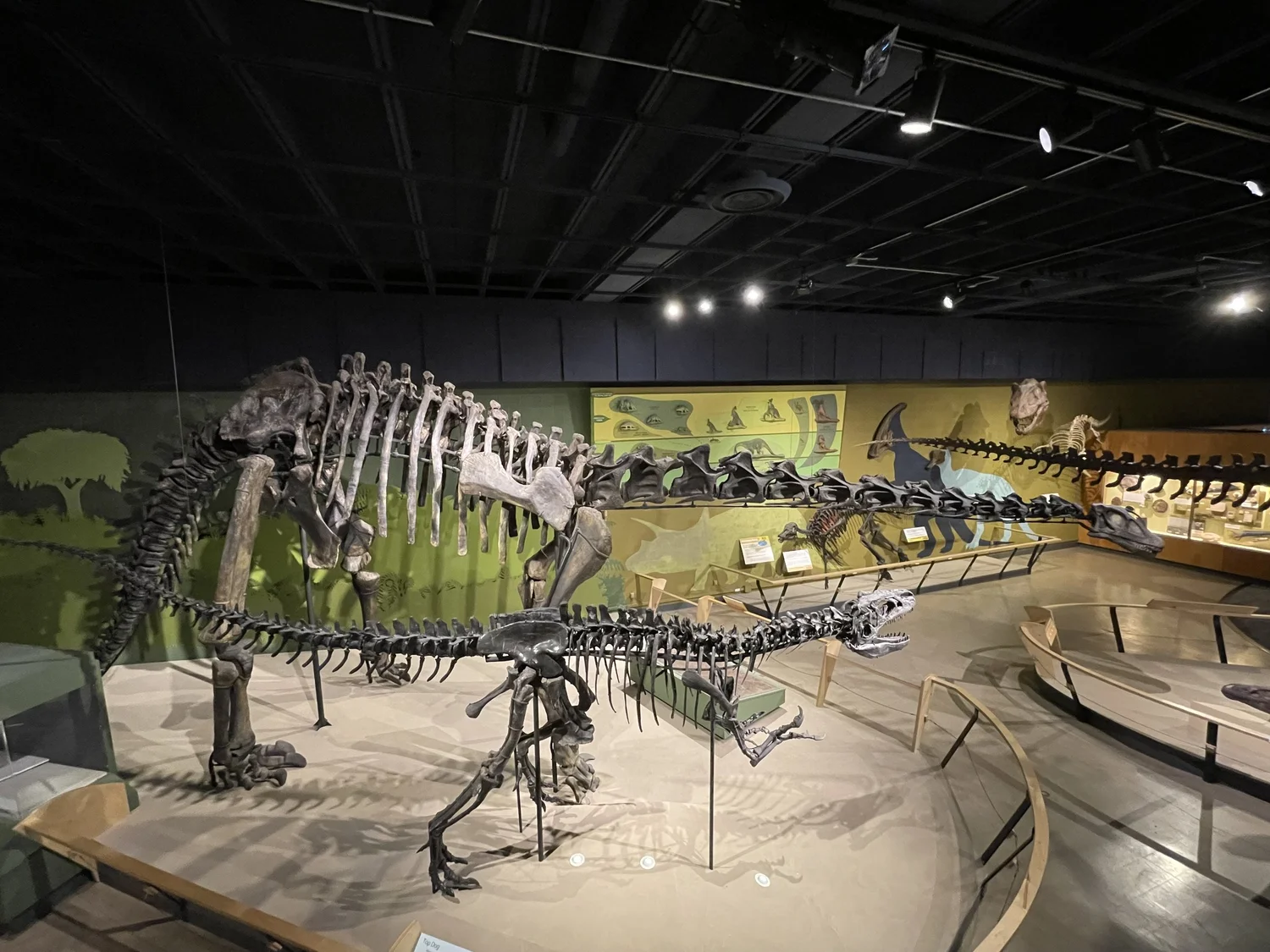Dinosaurs of the Morrison Formation Part I: Sauropods — Elevation ...