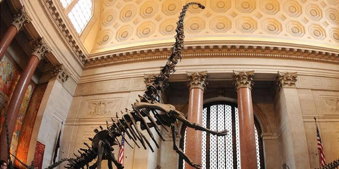 Dinosaurs of the Morrison Formation Part I: Sauropods — Elevation ...