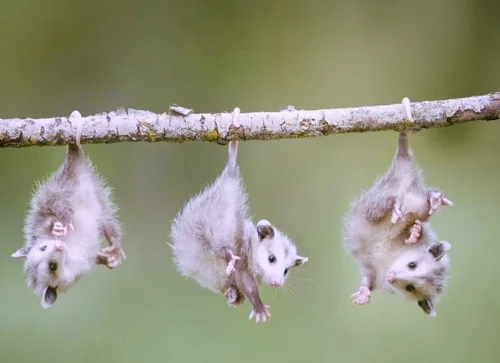 Possum Wisdom