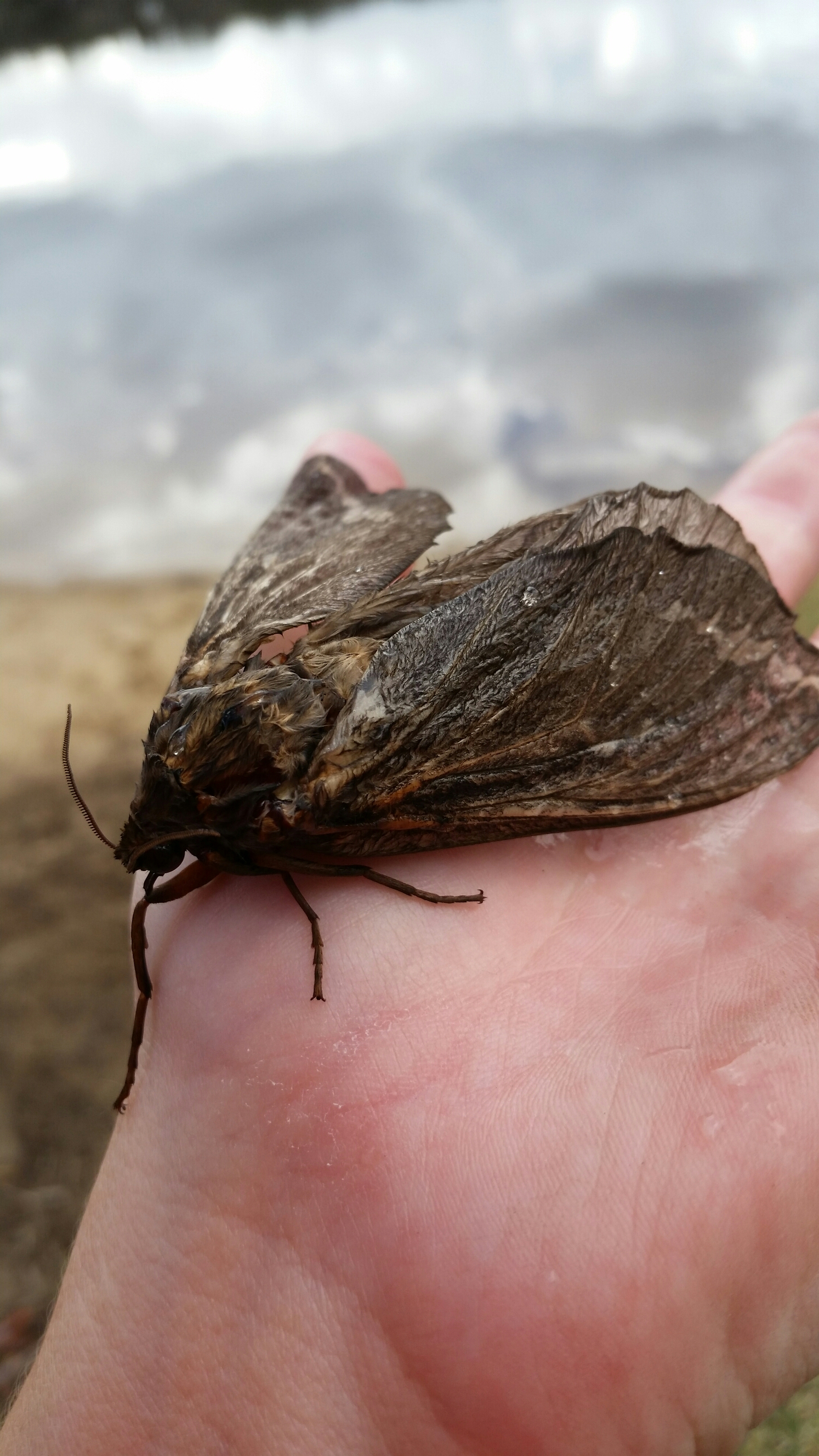 A Swimming Moth?! — QuestaGame